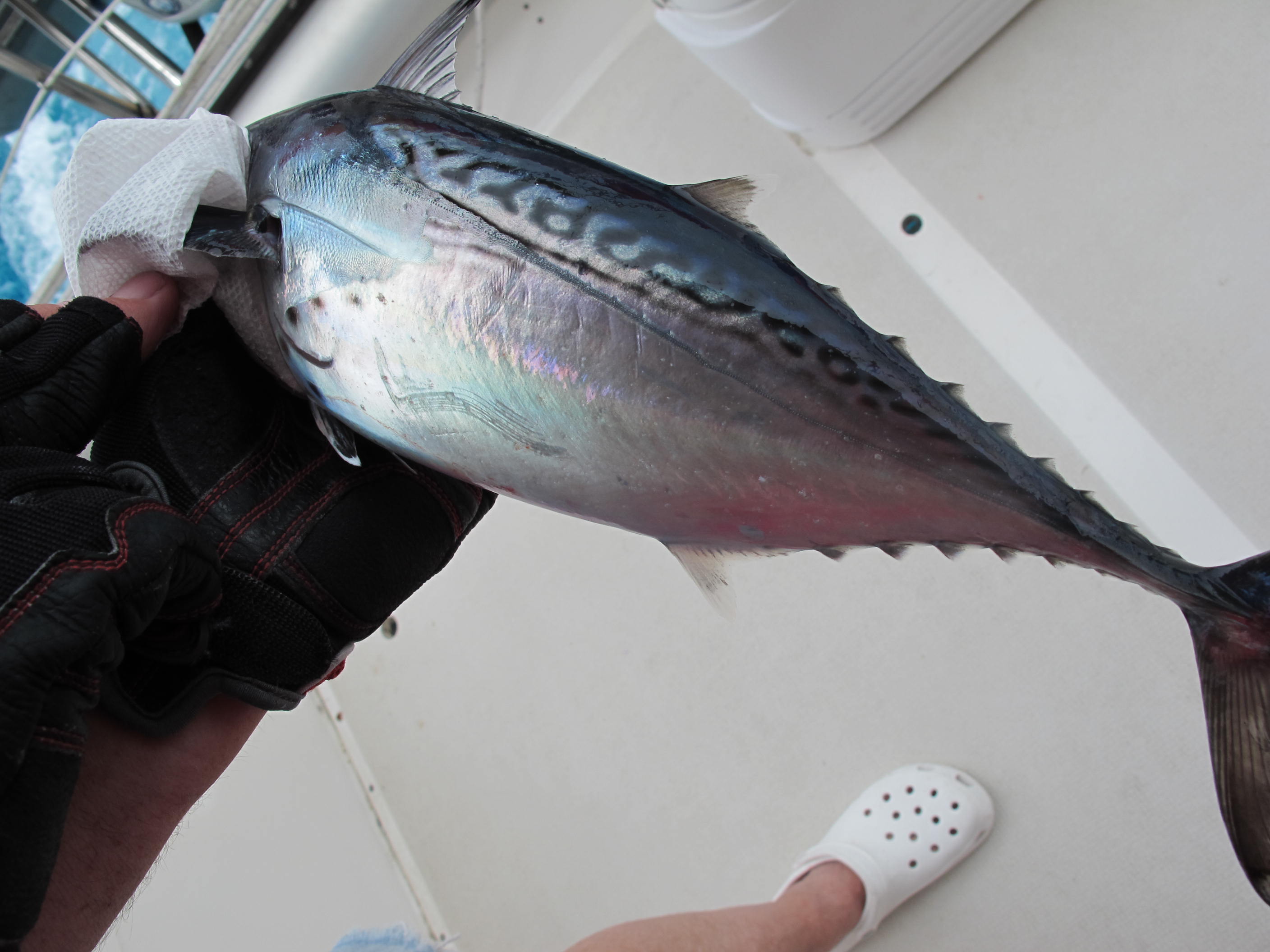 Tuna anyone?